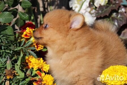 Шпицульки - рыжие милашки