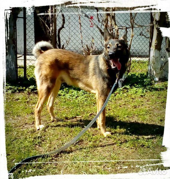 Любвеобильный щенок ждет добрую хозяйку