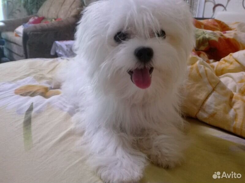 Чудо белоснежное