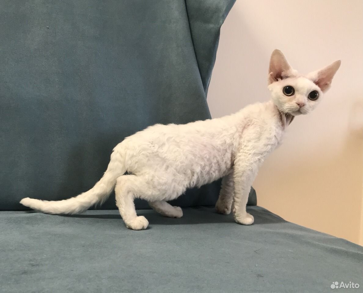 Белая Жемчуженка