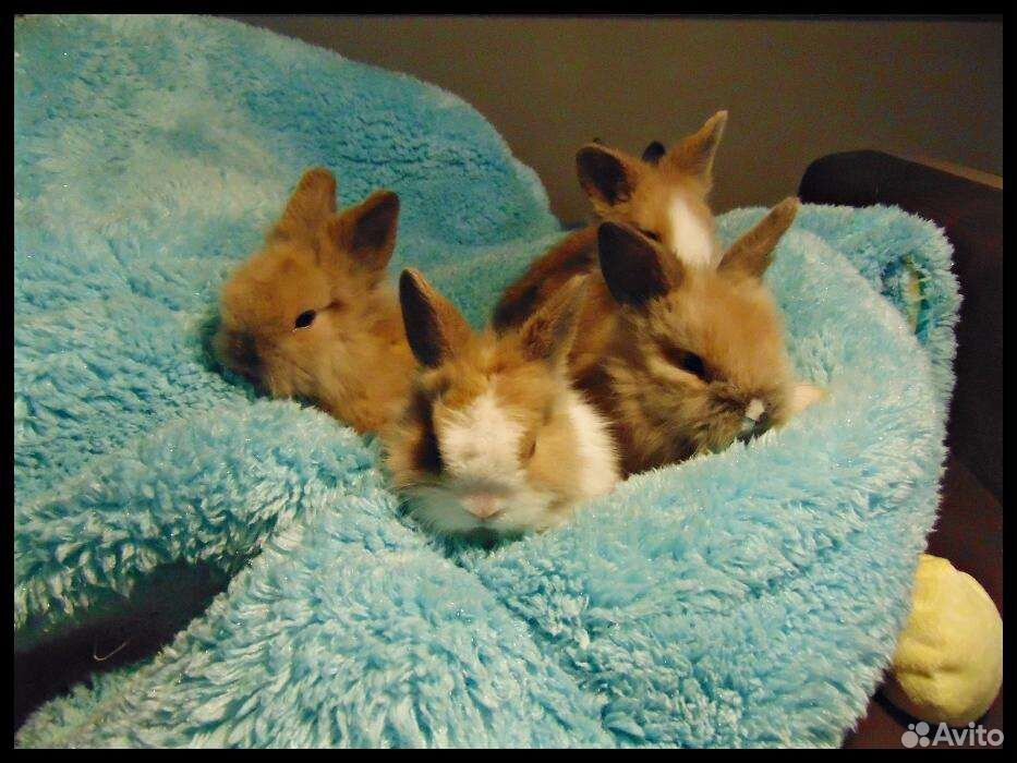 Кролики мальчики, кролики девочки