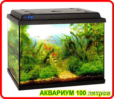 5 -Аквариум