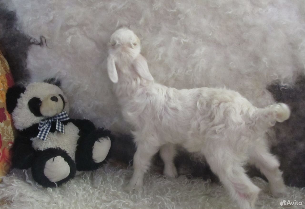 Ангорские козлята парой