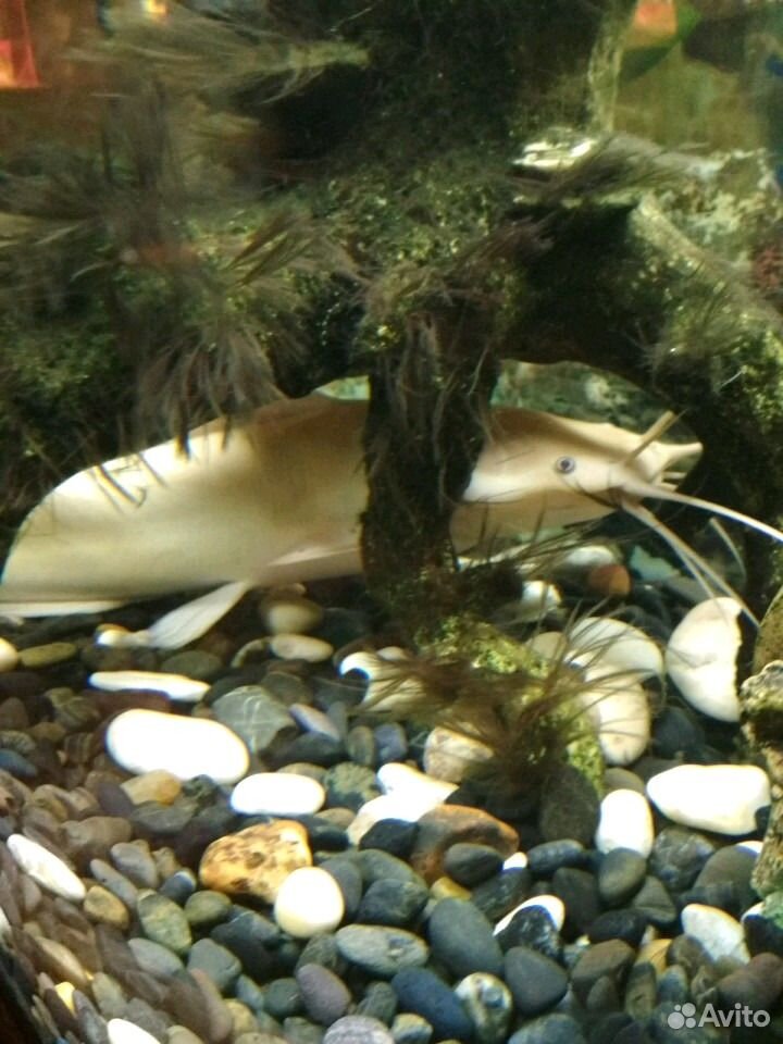 Сом альбинос