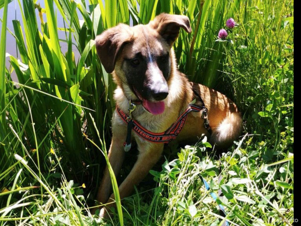 Собачка - подросток Жуля хорошая и ласковая