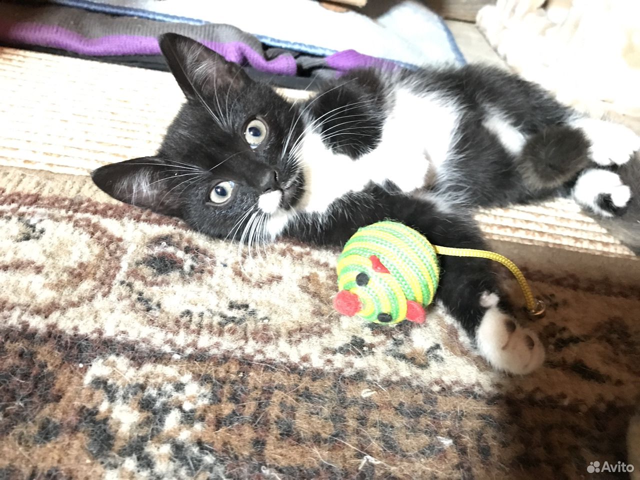 Котенок маркизистый
