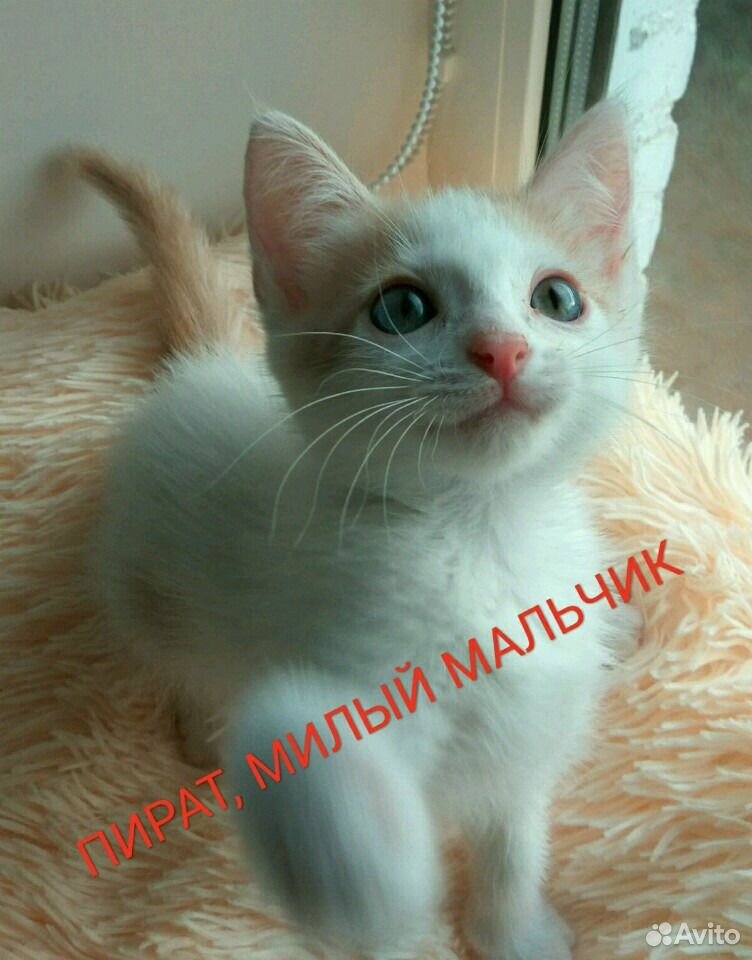 Раздаем счастье в ответственные руки