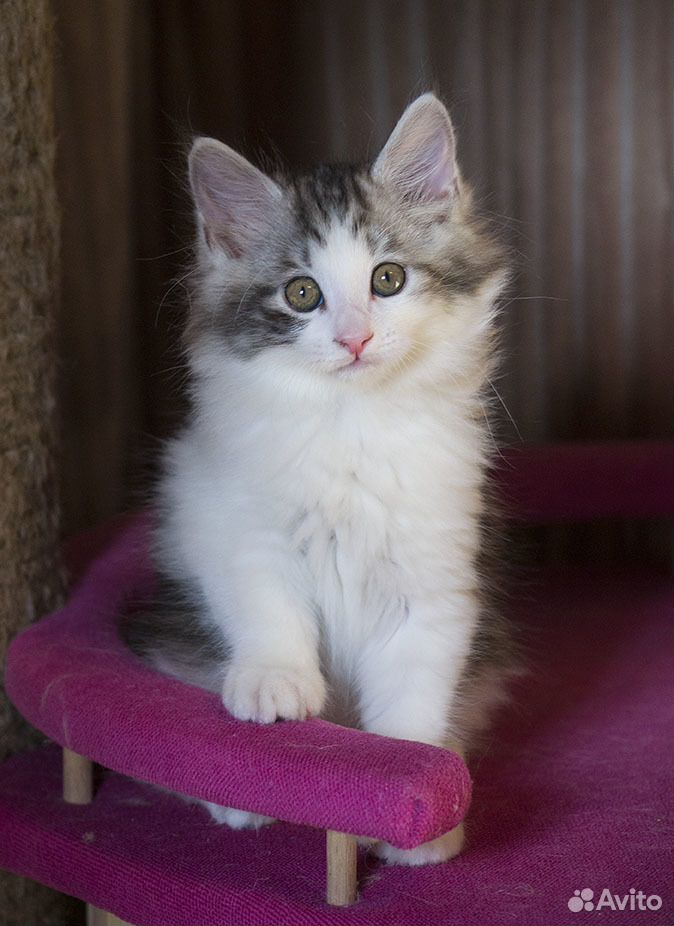 Кошечка курильского бобтейла