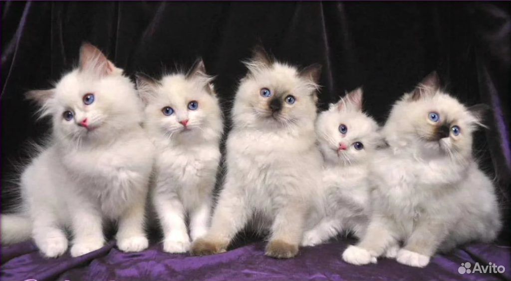 Котята породы рэгдолл