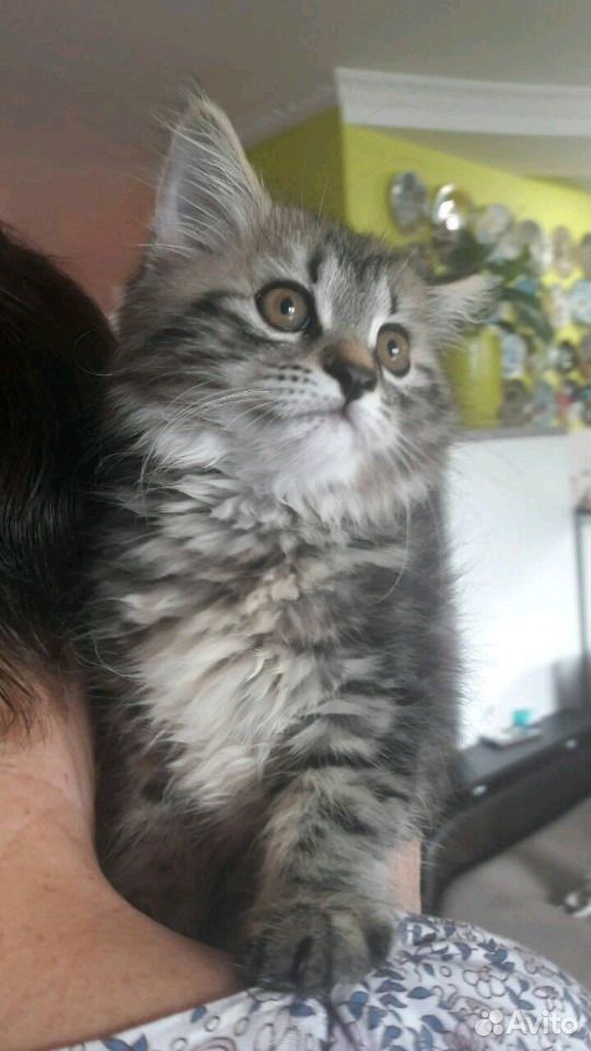 Крупный шикарный котенок 2 мес от Невск.маскарадно