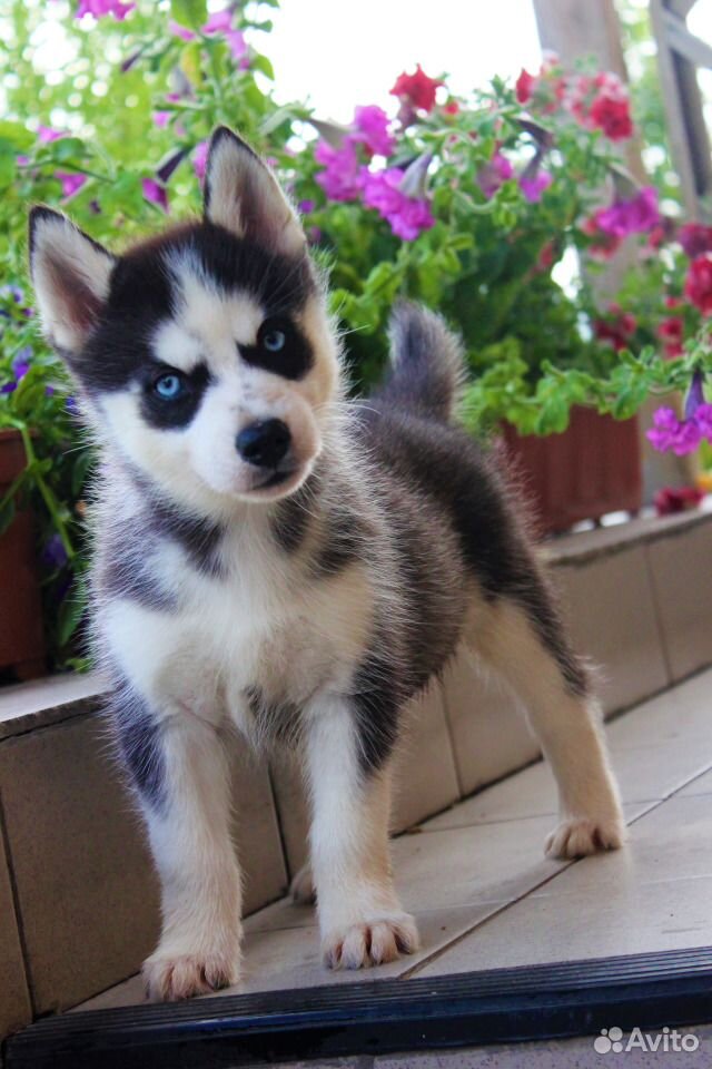 Красотка хаски