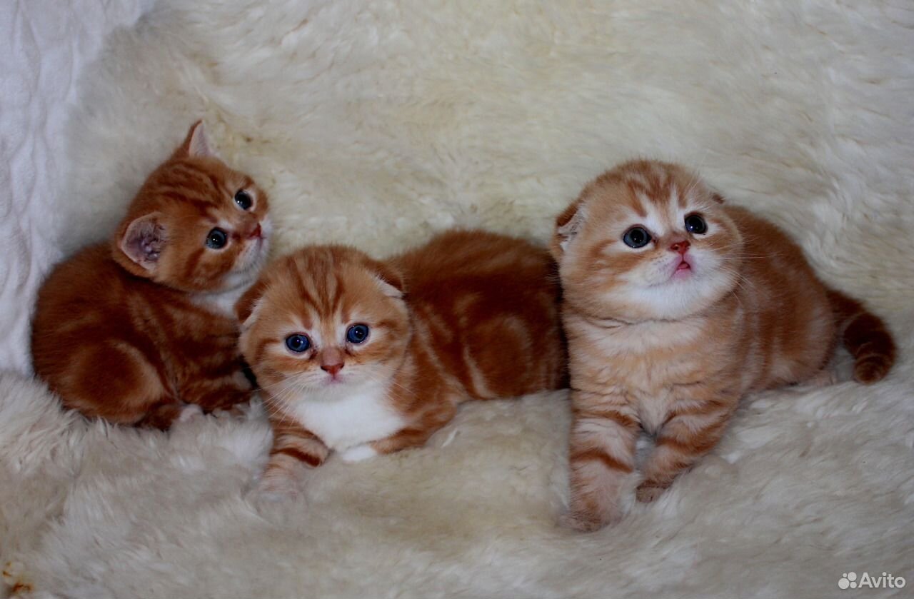 Клубные шотландцы