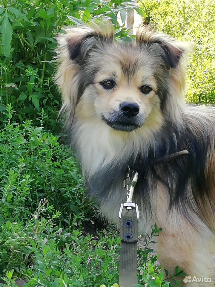 Такеши 1 год 30-35 см