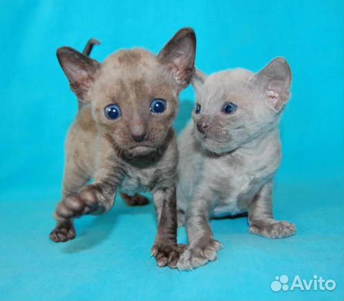 Корниш рекс котята
