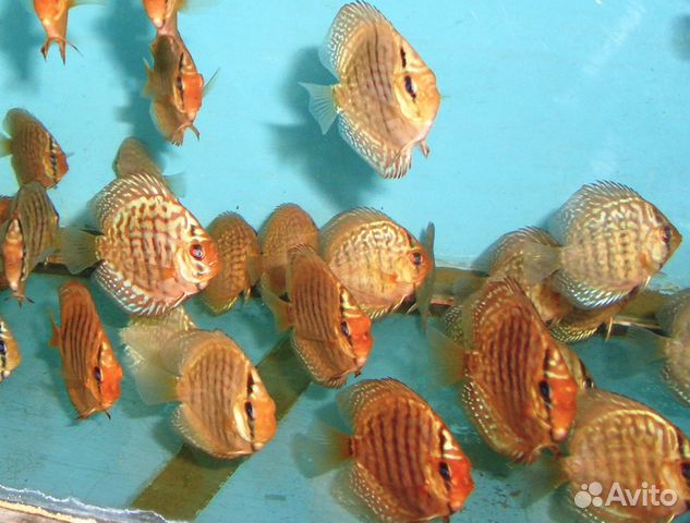 Дискус Королевский (подростки)