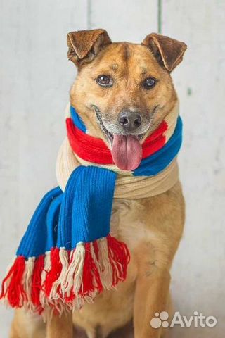 Гарик - небольшой умный пес в добрые руки