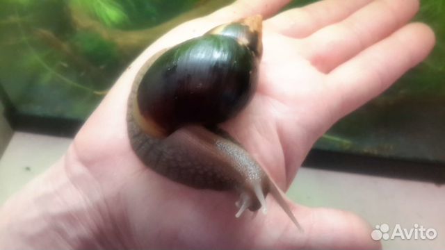 Большие улитки Ахатины