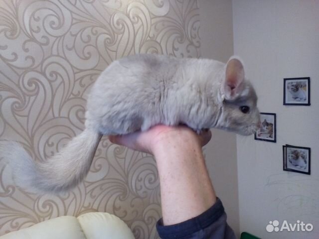 Шиншилы
