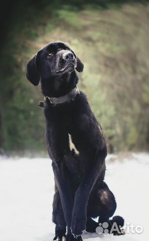 Грациозный метис Дубби ищет дом (метис гончей)