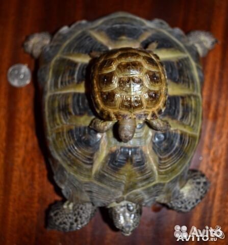 Черепашонок (Черепахи )