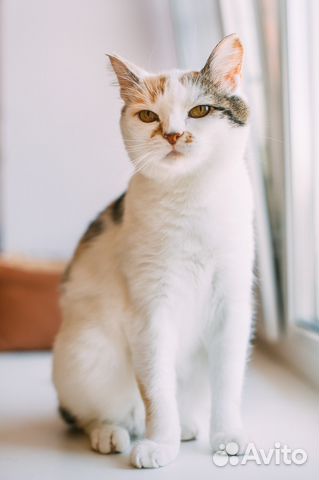 Мадлен - трехцветная красотка