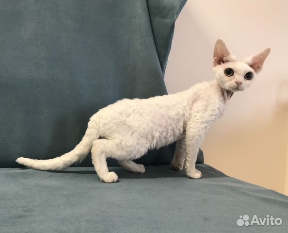 Белая Жемчуженка