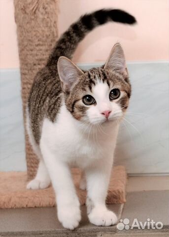 Захарка плюшевый котенок ищет дом