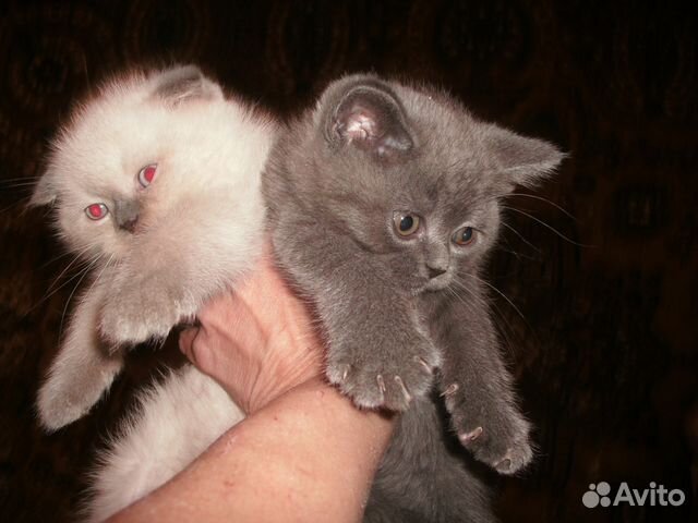 Озорные, игривые, веселые котятки