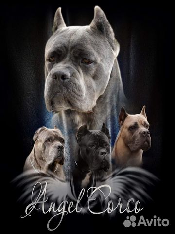 Кане корсо - лучший выбор