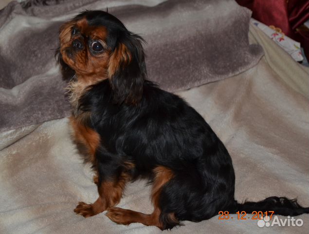 Кингуша Оленька