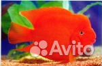 Рыбка Попугай Пурпурный (Purple Parrot Cichlid)