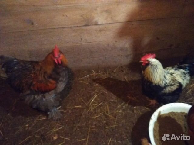 Петух Брама