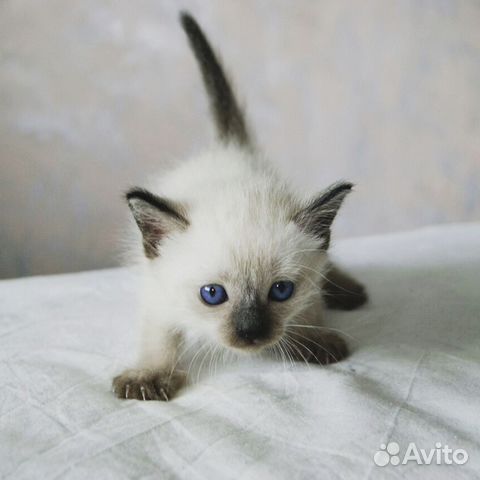 Котенок тайской породы(старосиамская)