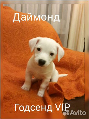 Щеночек Джек Рассел терьера