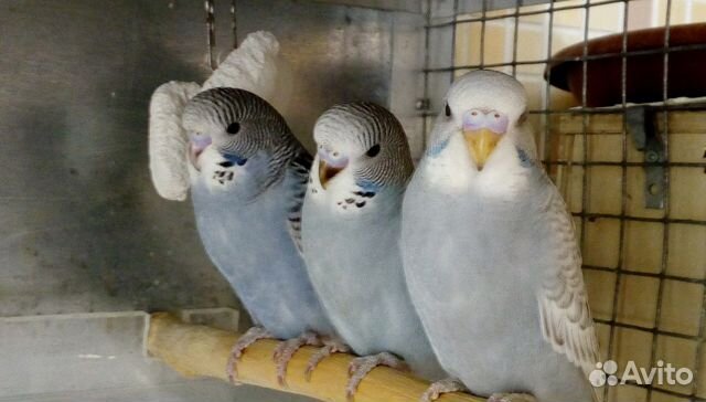 Серые попугайчики, птенцы из гнезда