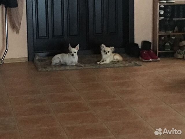 Ищем подружку для случки чихуахуа мини