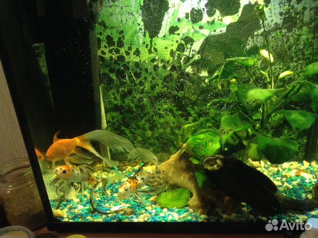 Золотые рыбки