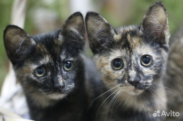 Очаровательные малыши в добрые руки