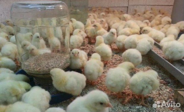 Цыплята бройлеры