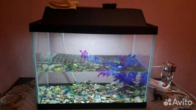 Черепашник