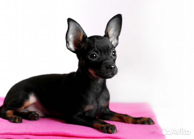 Красивый мальчик из приличной семьи