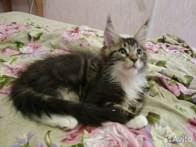 Мейн-кунятки