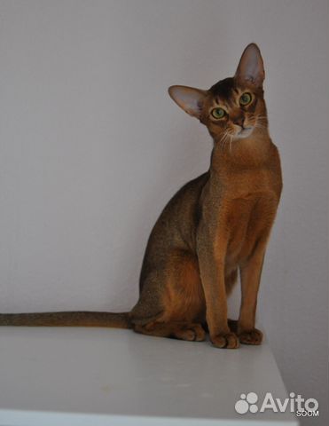 Молодой котик