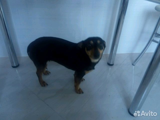 Маленькая собака