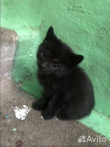Котёнок в добрые руки