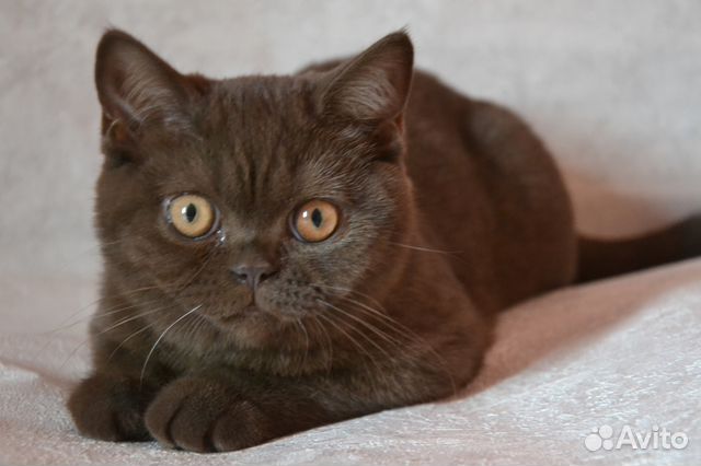 Шоколадка с правом разведения )