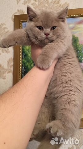 Фавн