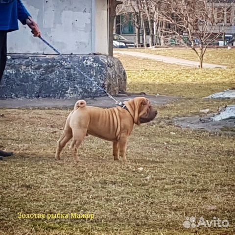 Мальчик шоу класса на продажу
