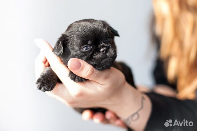 Продам щенка пти брабансон