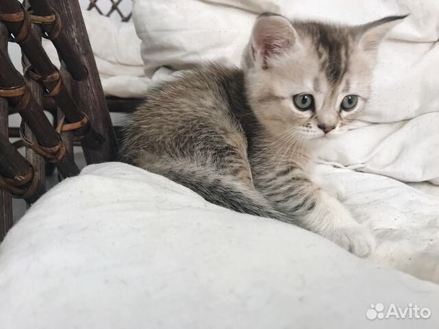Шотландский котенок